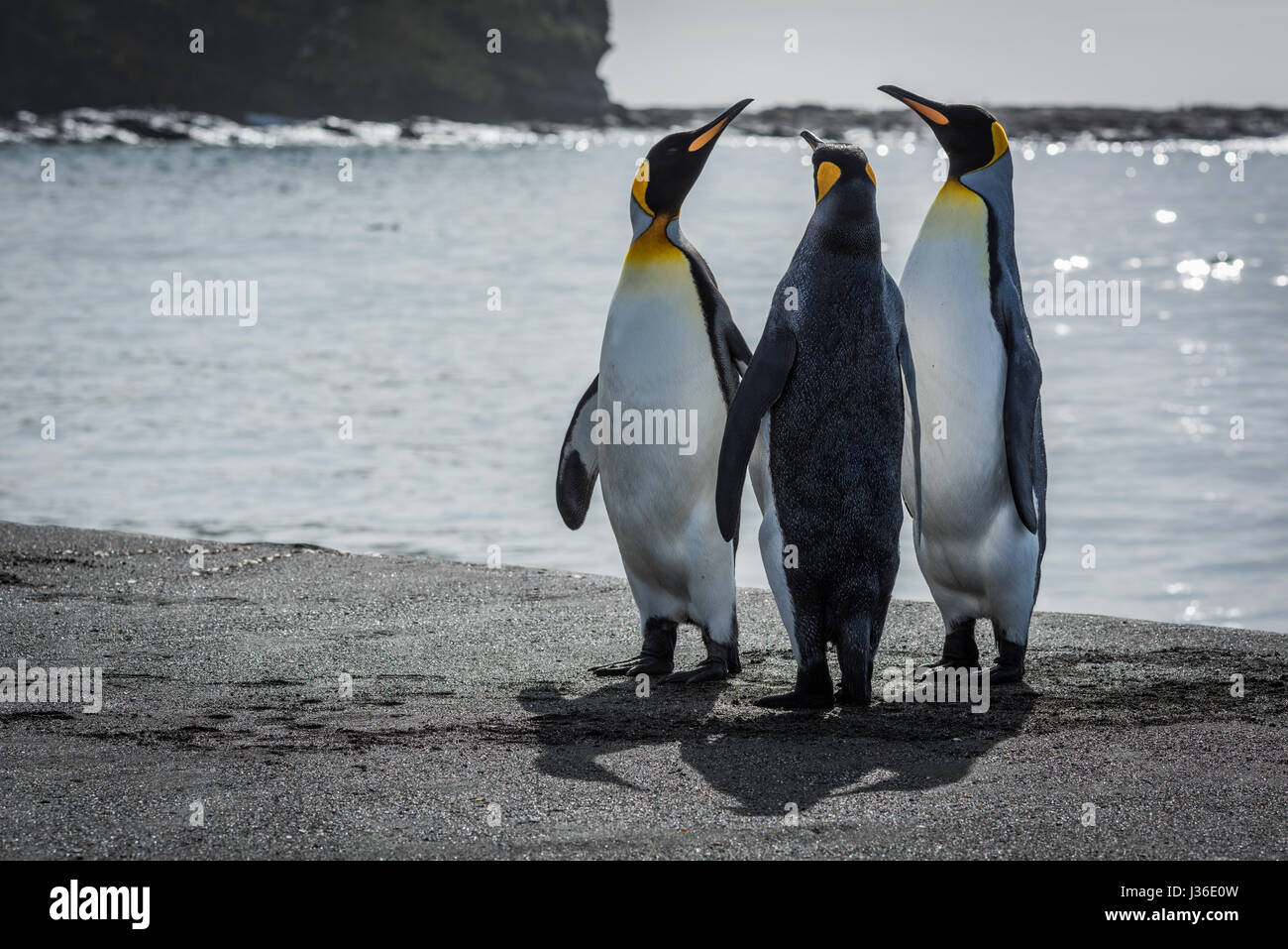 Three king penguins stretching necks on beach Stock Photo - Alamy