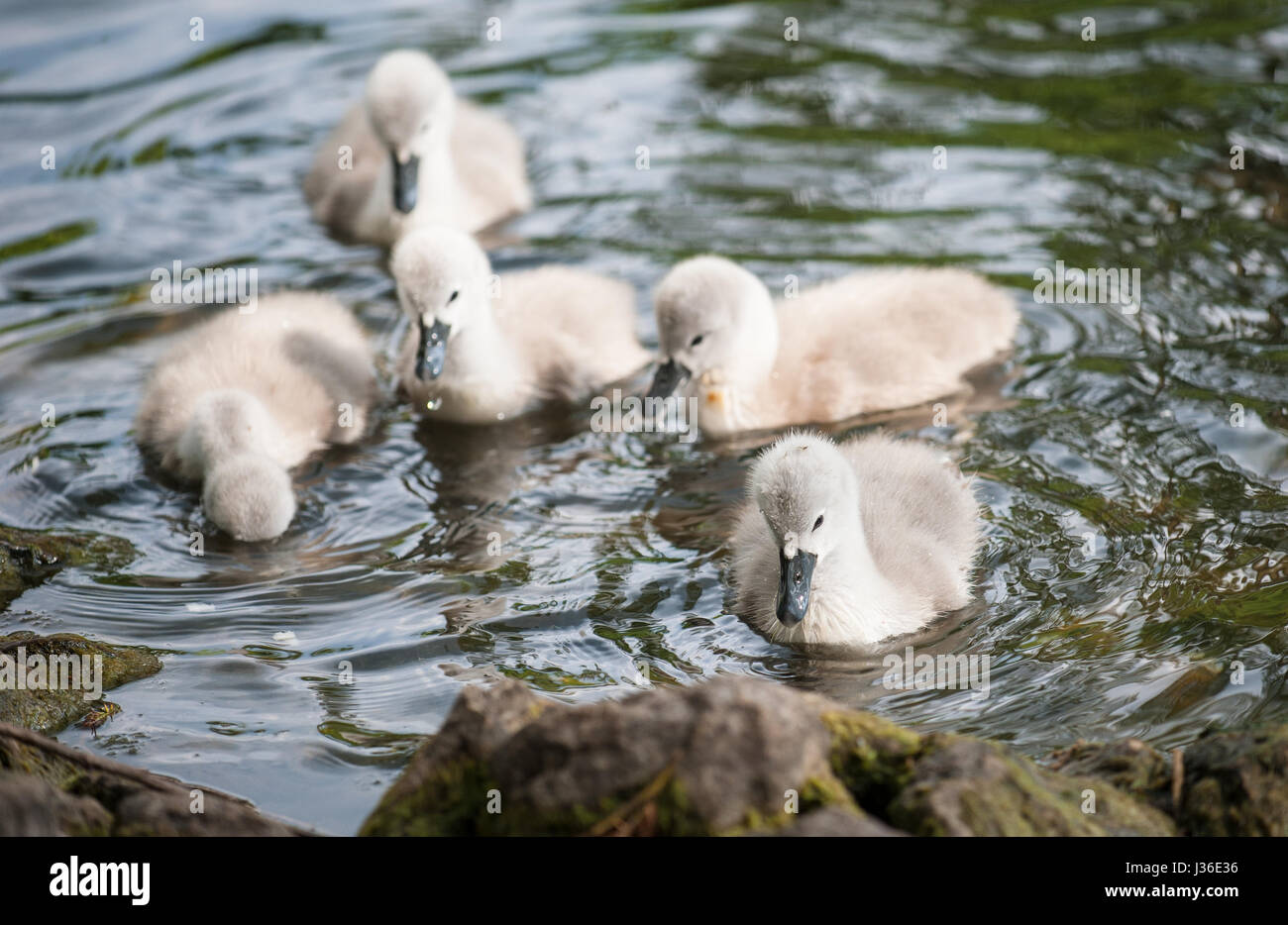 Little cute cygnets on a lake Stock Photo - Alamy