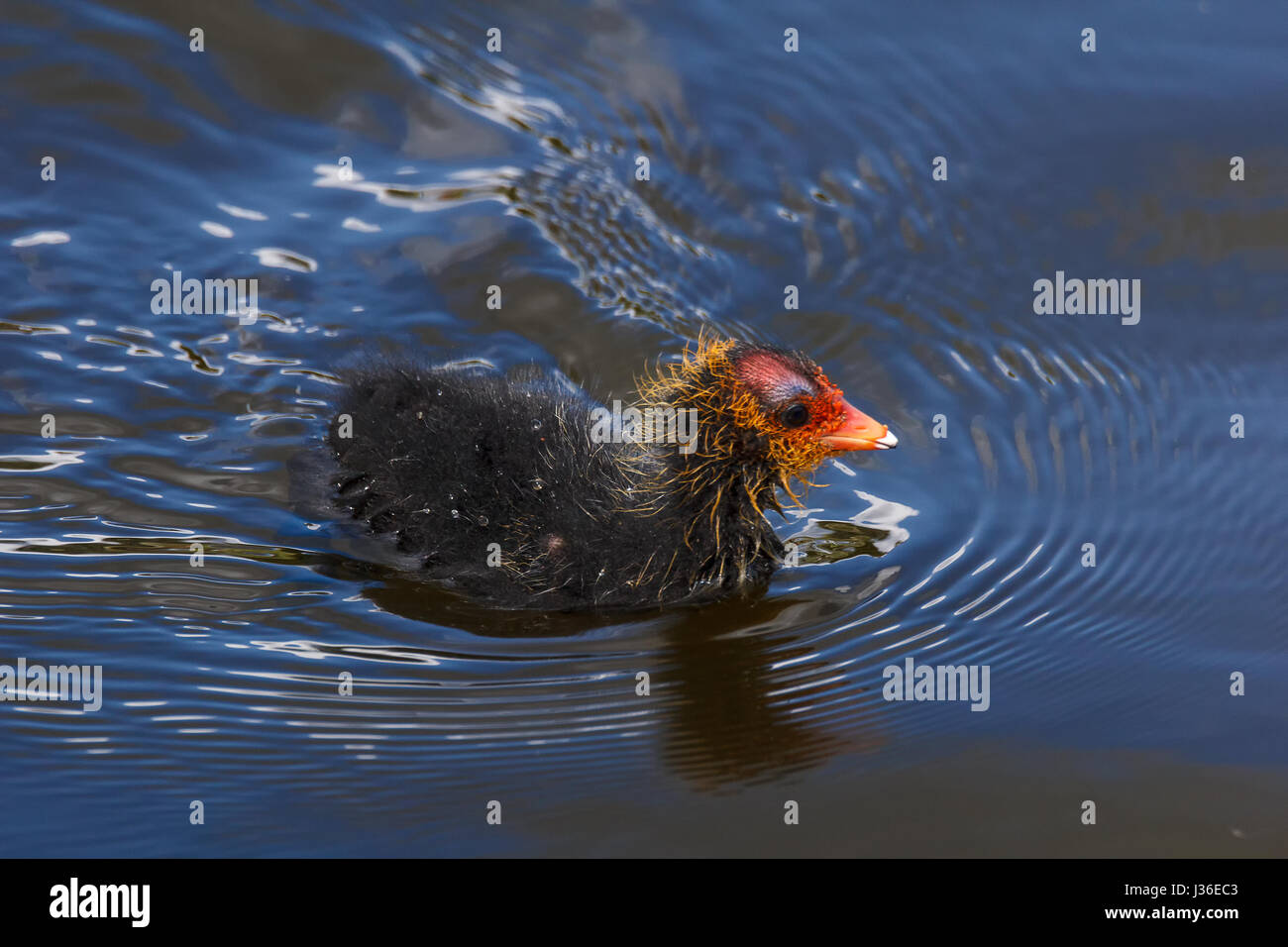 Black coot chicken hi-res stock photography and images - Alamy