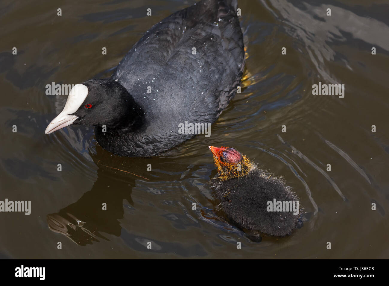 Black coot chicken hi-res stock photography and images - Alamy