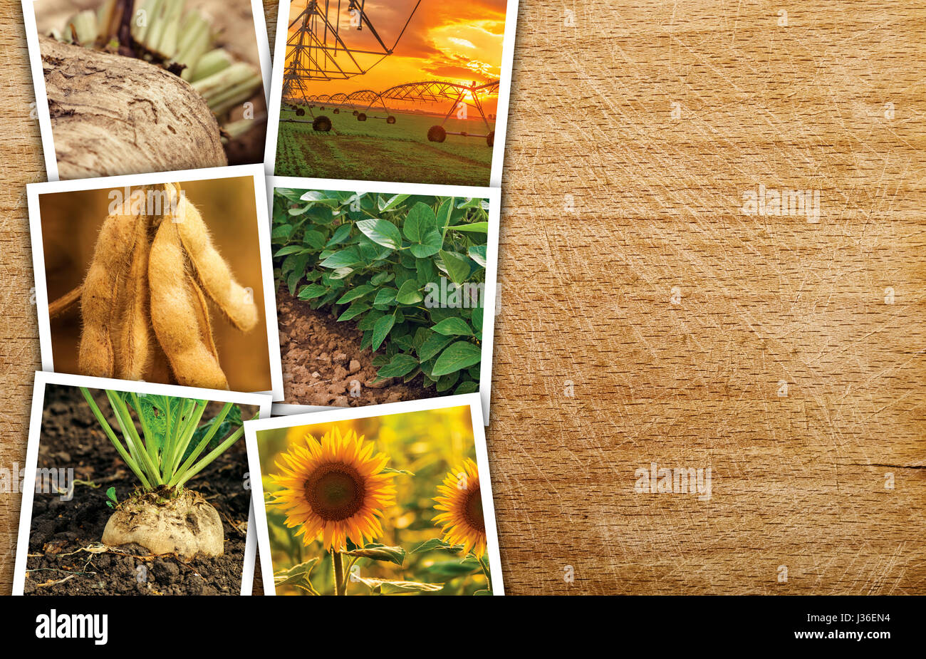 Agricultural crops photo collage on wooden background as copy space ...