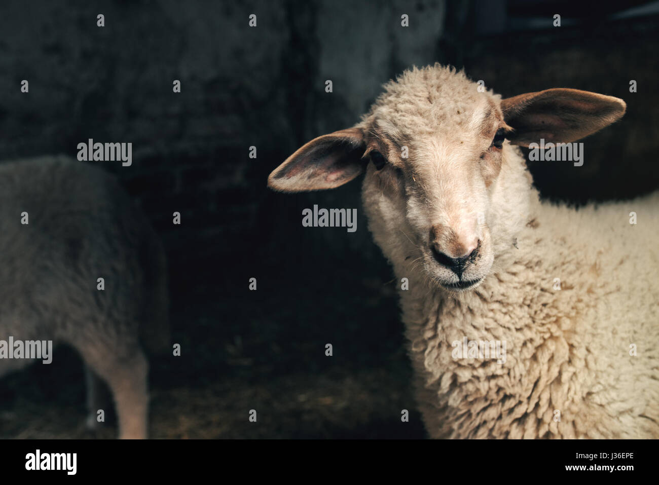 Sheep lamb in farm barn, livestock and agriculture theme Stock Photo ...