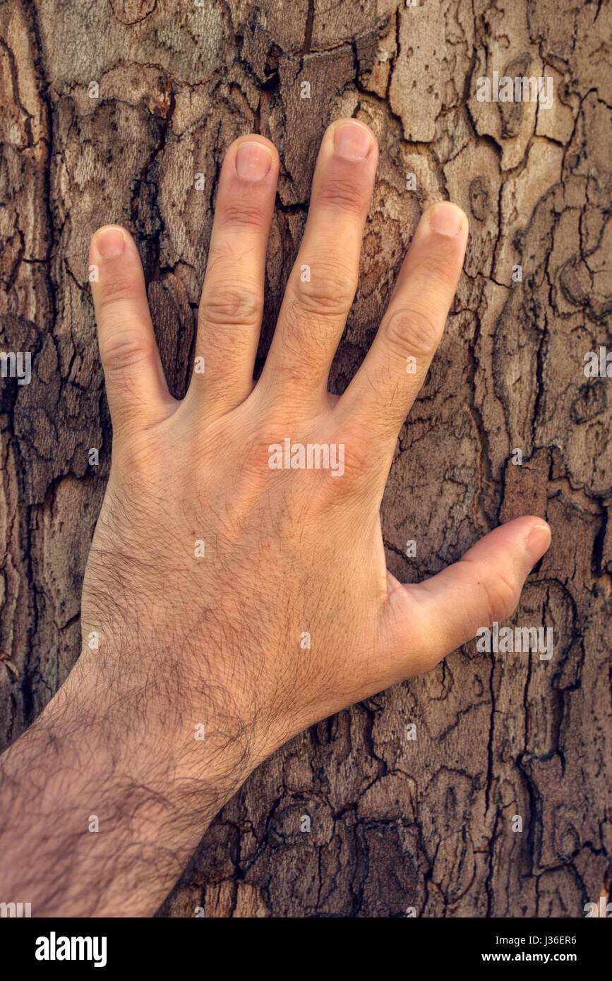 Hand touching tree, caucasian male in maple forest with his hand on ...
