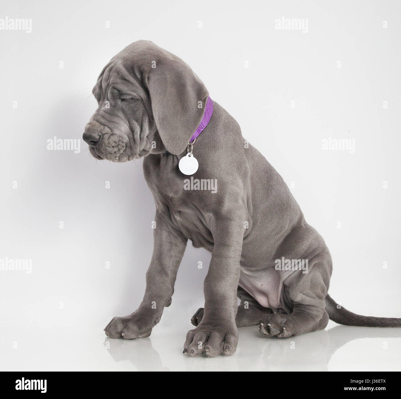 Purebred Great Dane puppy sitting on white that looks sad Stock Photo ...
