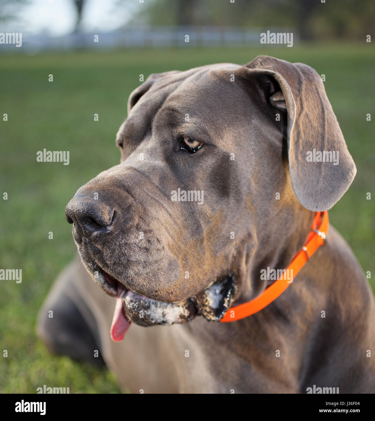 Purebred Great Dane profile just before the sun set Stock Photo - Alamy