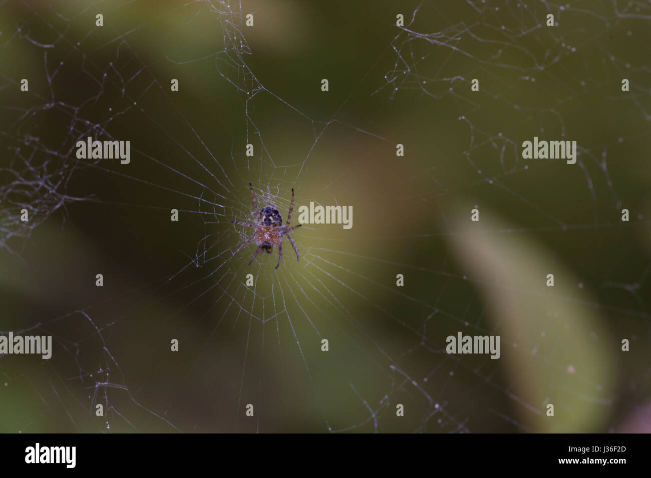 small spider in the web Stock Photo - Alamy
