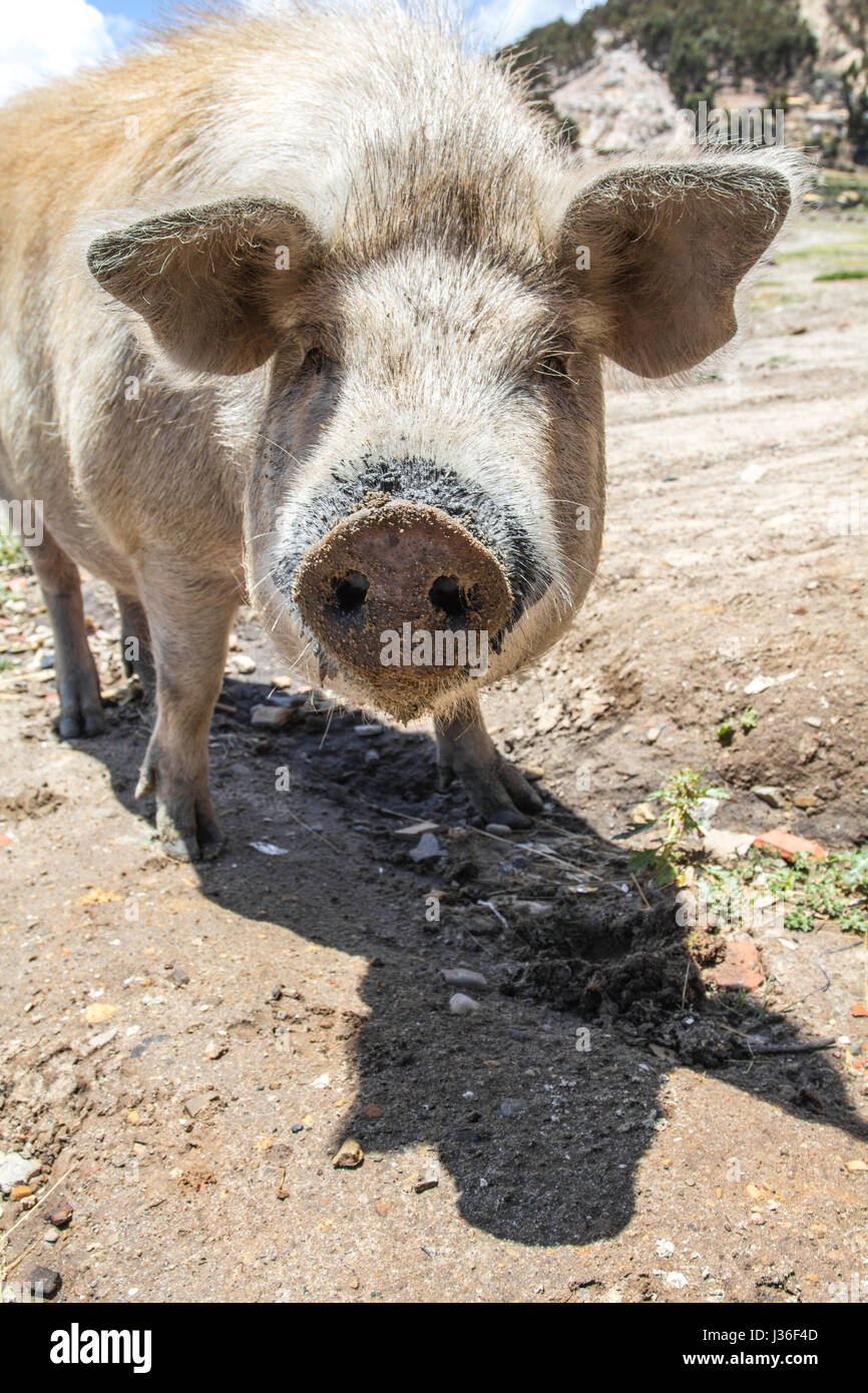 Pig at a farm. Road and boat trip to Isla del Sol, Island of the Sun ...
