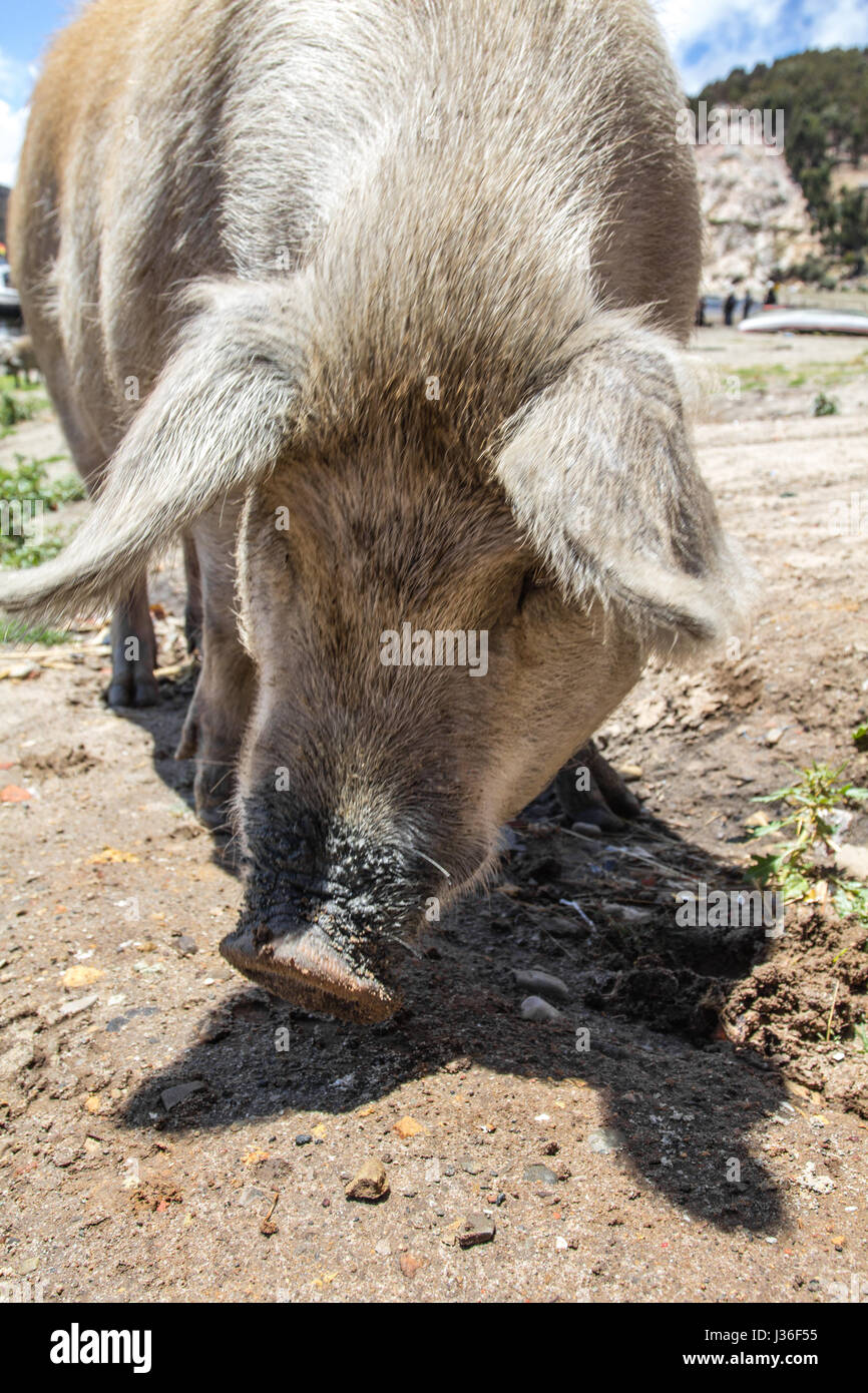 Pig at a farm. Road and boat trip to Isla del Sol, Island of the Sun ...