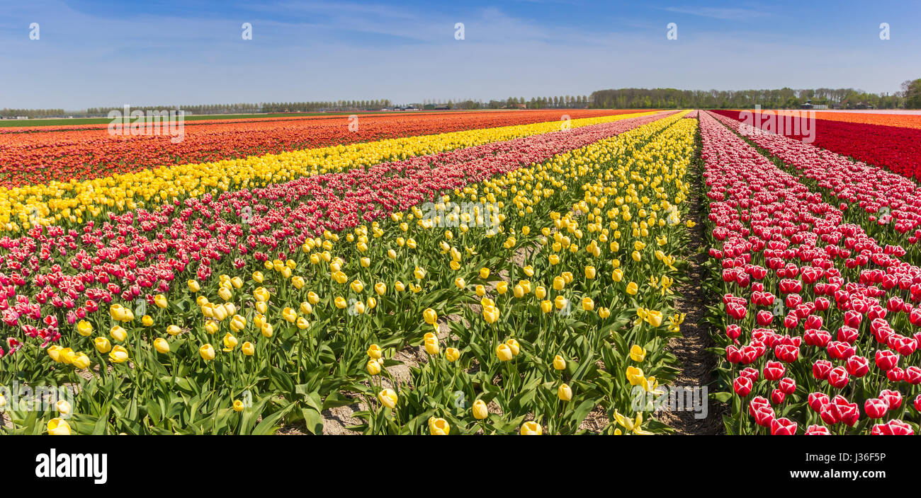 Panorama of a colorful tulips field in Flevoland, The Netherlands Stock ...