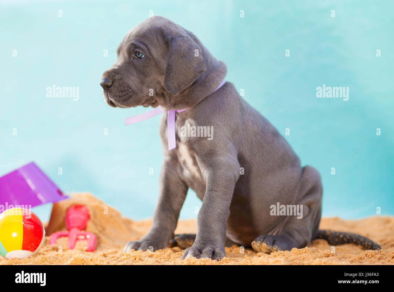 Grey Great Dane purebred puppy posing perfectly on the sand Stock Photo ...