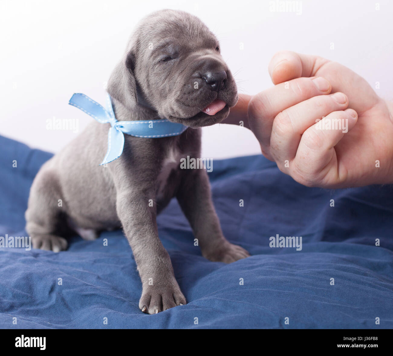 Purebred Great Dane puppy that likes where it is being scratched Stock ...