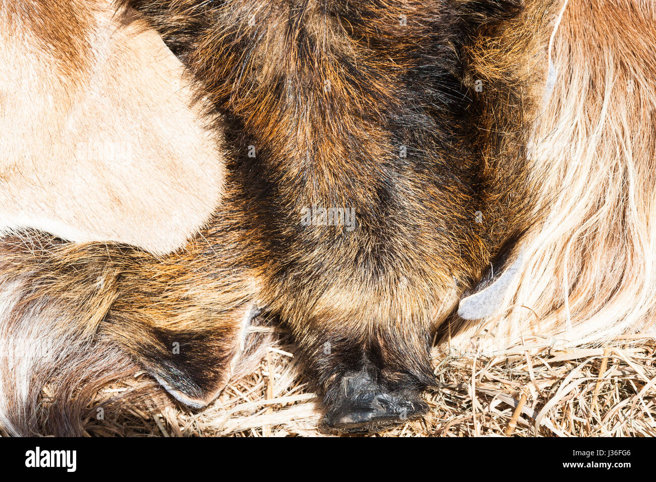 Pile of fox and wild boar furs on display for sale. No buyers around ...