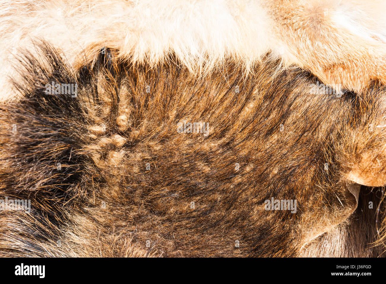 Pile of fox and wild boar furs on display for sale. No buyers around ...
