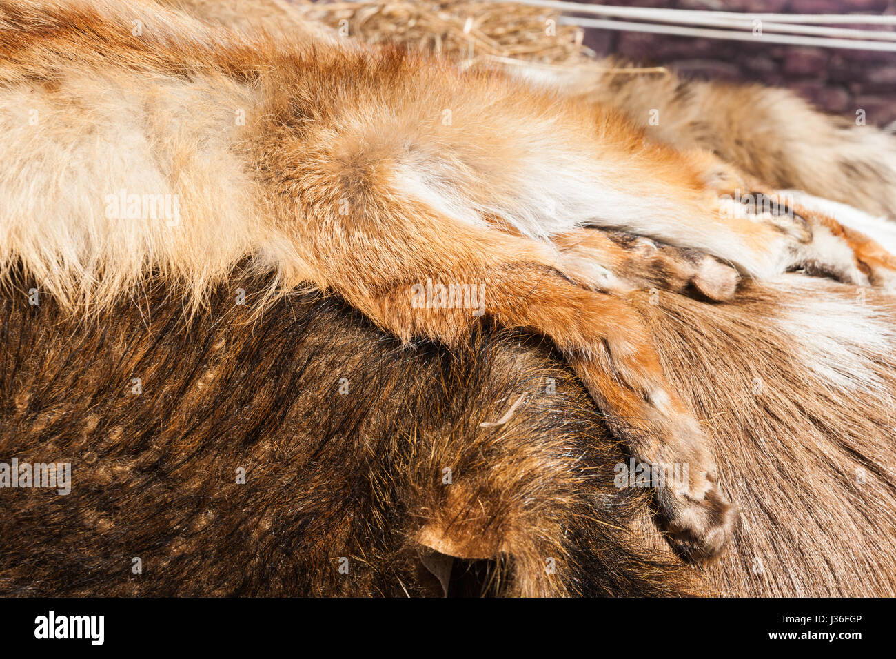 Pile of fox and wild boar furs on display for sale. No buyers around ...