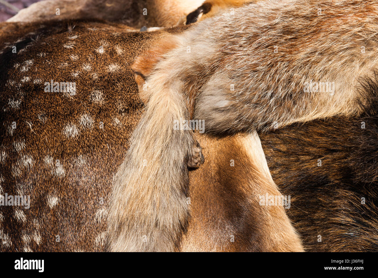 Pile of fox and wild boar furs on display for sale. Nobody around Stock ...