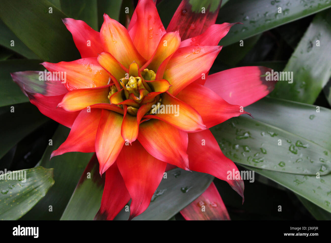 Flower head fire hi-res stock photography and images - Alamy