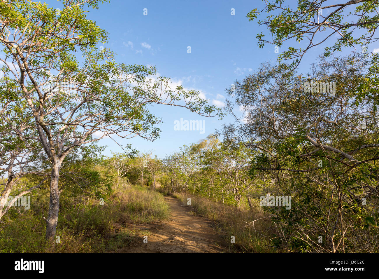 Trail from Tagus Cove to Darwin Lake, Isabela, lined with Palo Santo ...