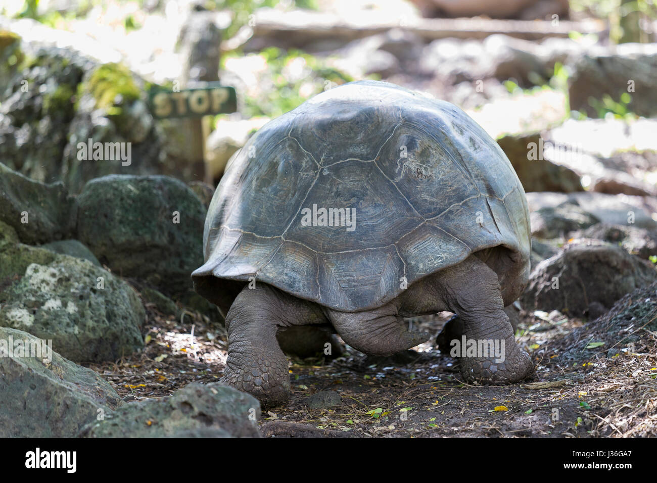 Hybrid turtle walking away in the highlands of Floreana. The sturdy ...