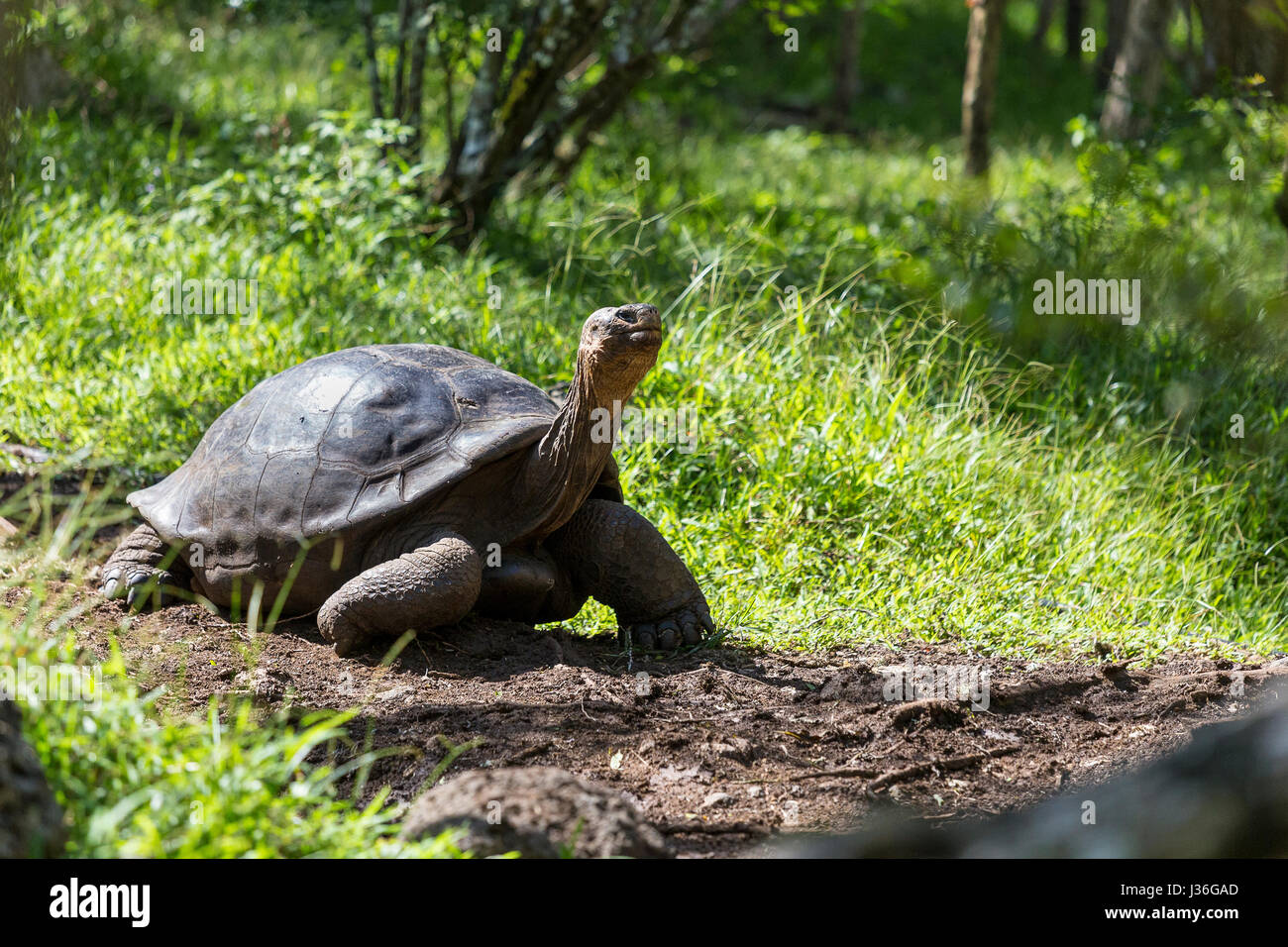 Hybrid turtle in the highlands of Floreana Stock Photo - Alamy
