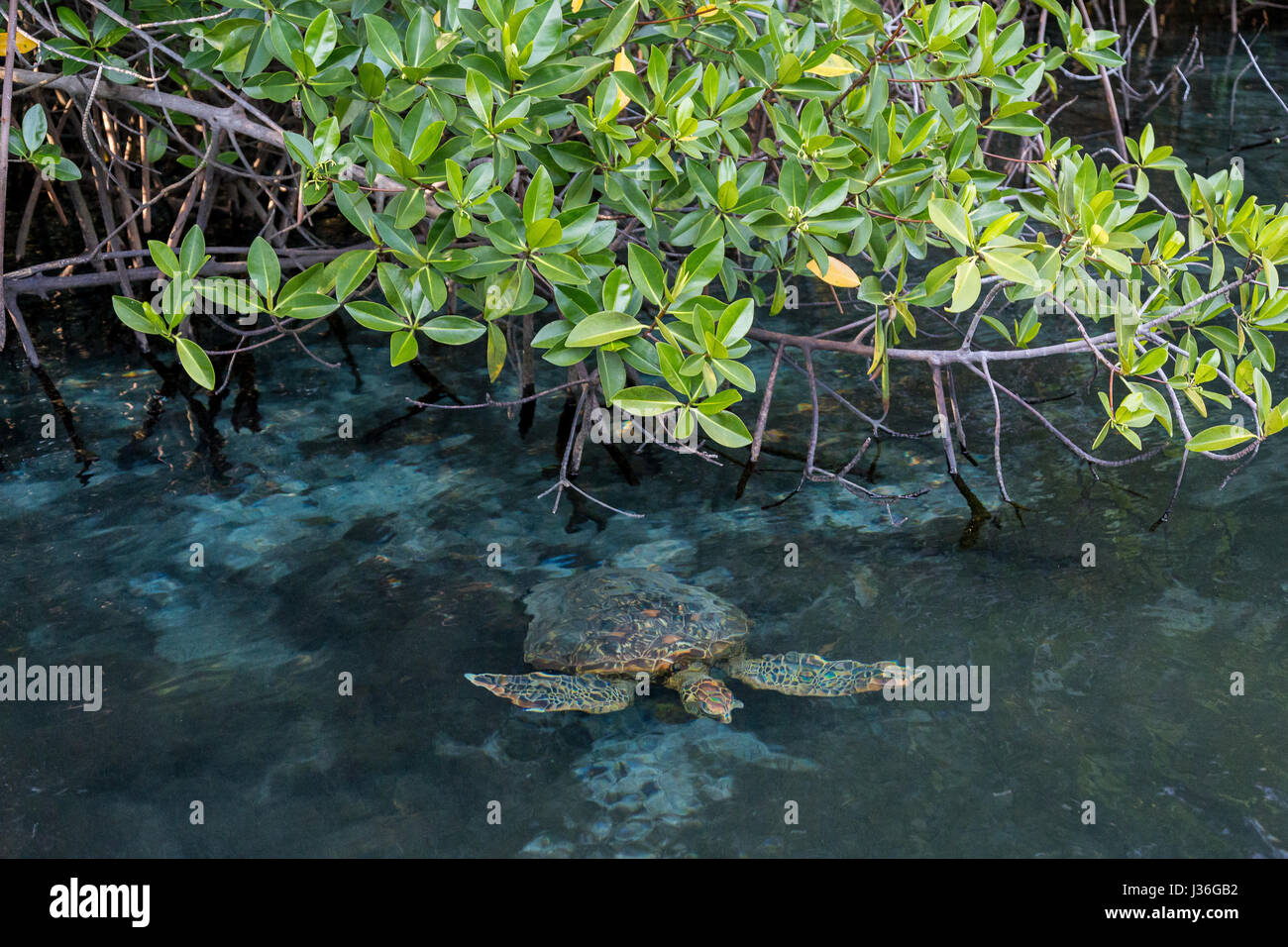 A particularly colourful Galapagos Green Turtle (Chelonia agassizii ...