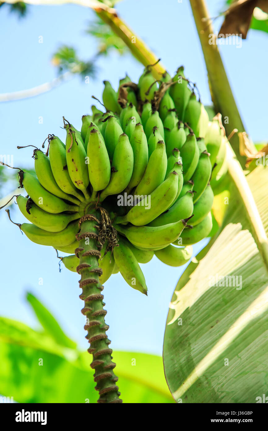 Banana tree with a bunch of bananas. Plantations in South India Stock ...