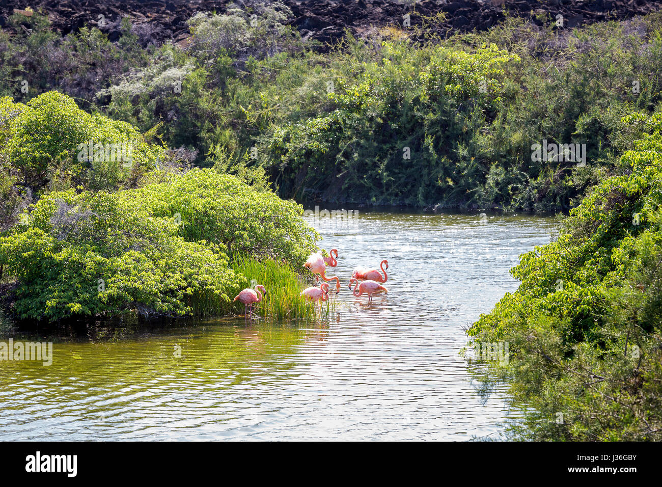 Lagoon with greater flamingoes, Phoenicopterus ruber, in the midst of ...