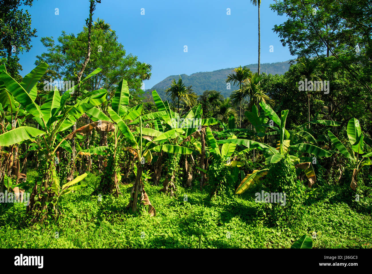 Jungle Trees In India High Resolution Stock Photography and Images - Alamy