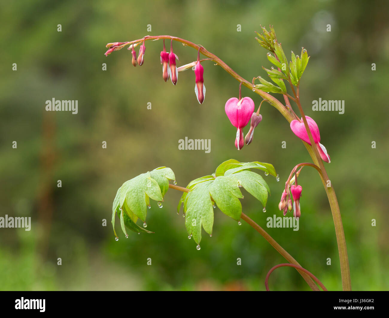 Lamprocapnos spectabilis (formerly Dicentra spectabilis) "Bleeding ...
