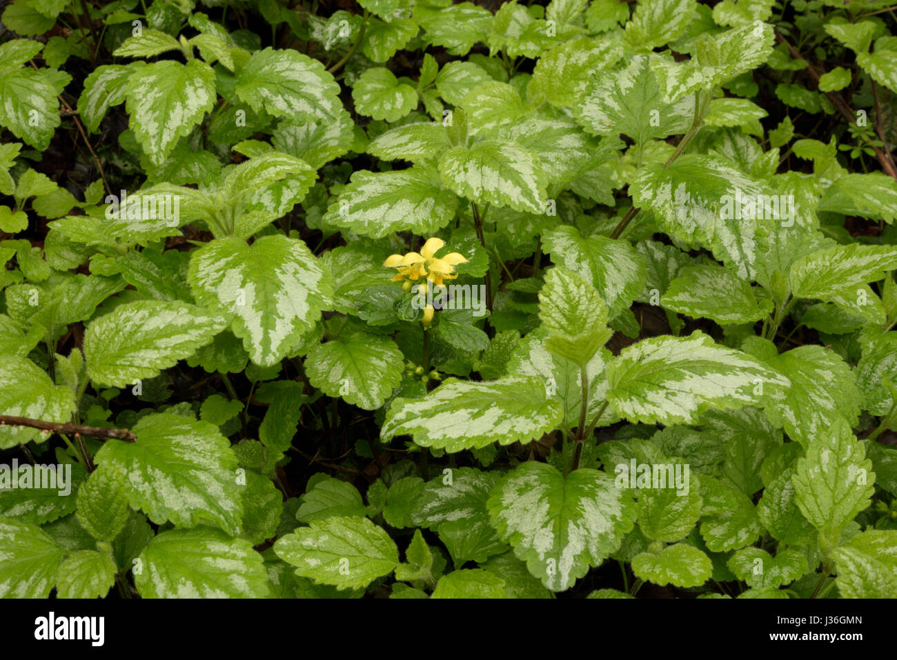 Lamiastrum galeobdolon subspecies argentatum, Garden Yellow Archangel ...