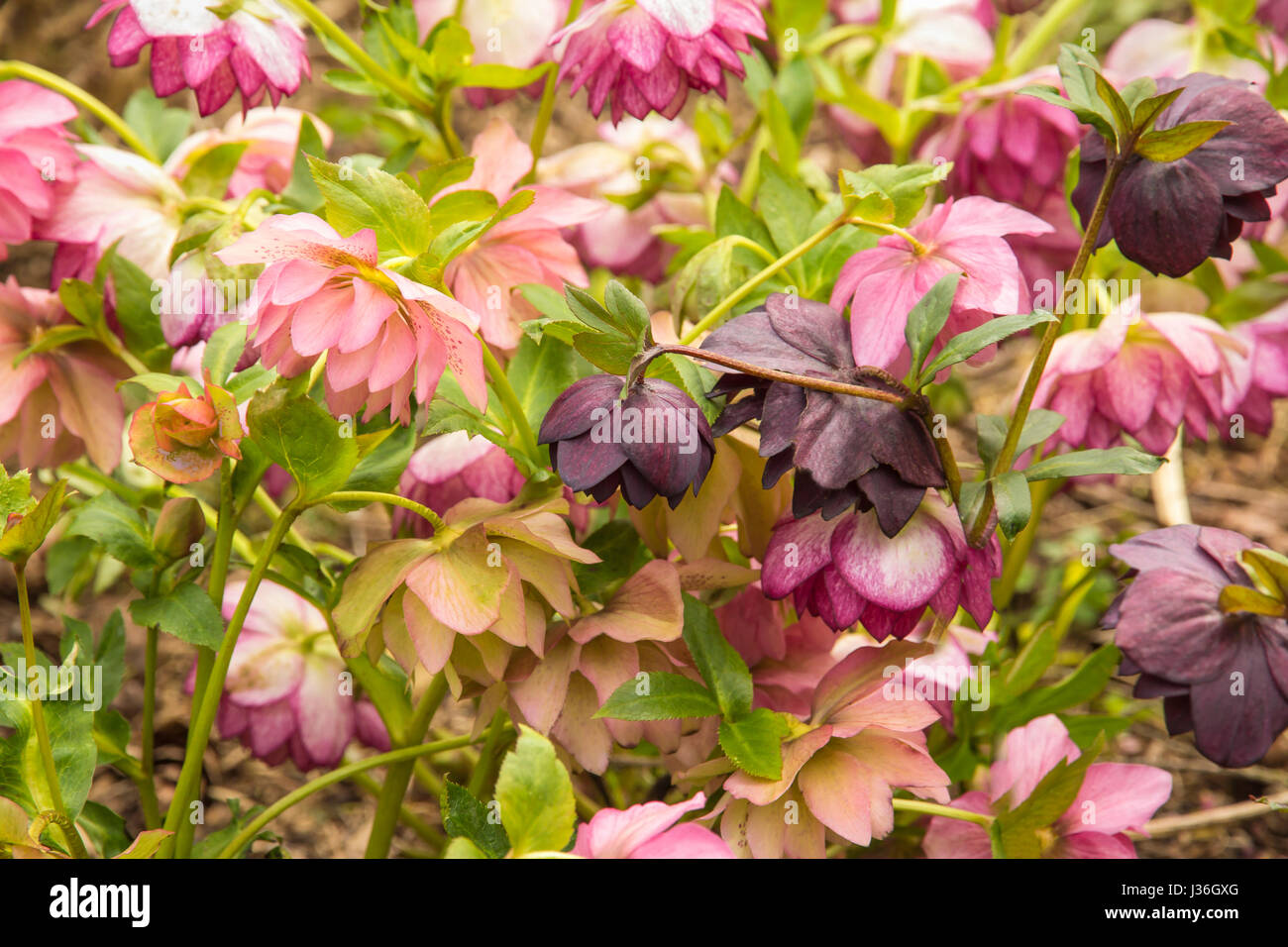 Lenten roses hi-res stock photography and images - Alamy