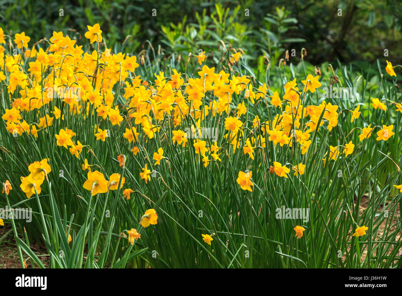 Springtime image of Daffodils in full bloom blooming yellow dafodills ...