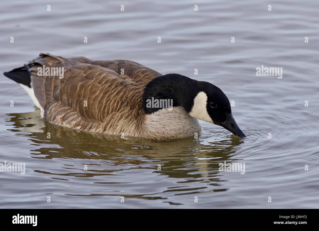 Beautiful background with a cute Canada goose Stock Photo - Alamy