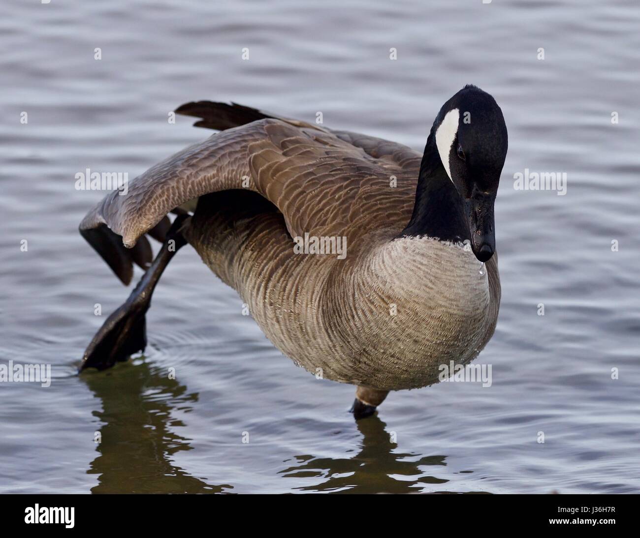 Beautiful background with a cute Canada goose Stock Photo - Alamy