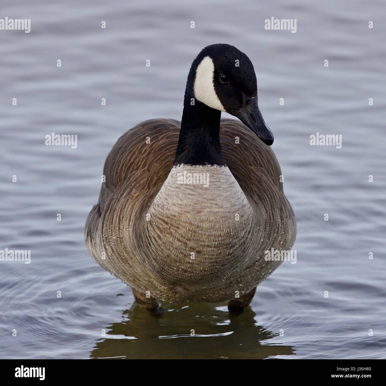 Beautiful background with a cute Canada goose Stock Photo - Alamy