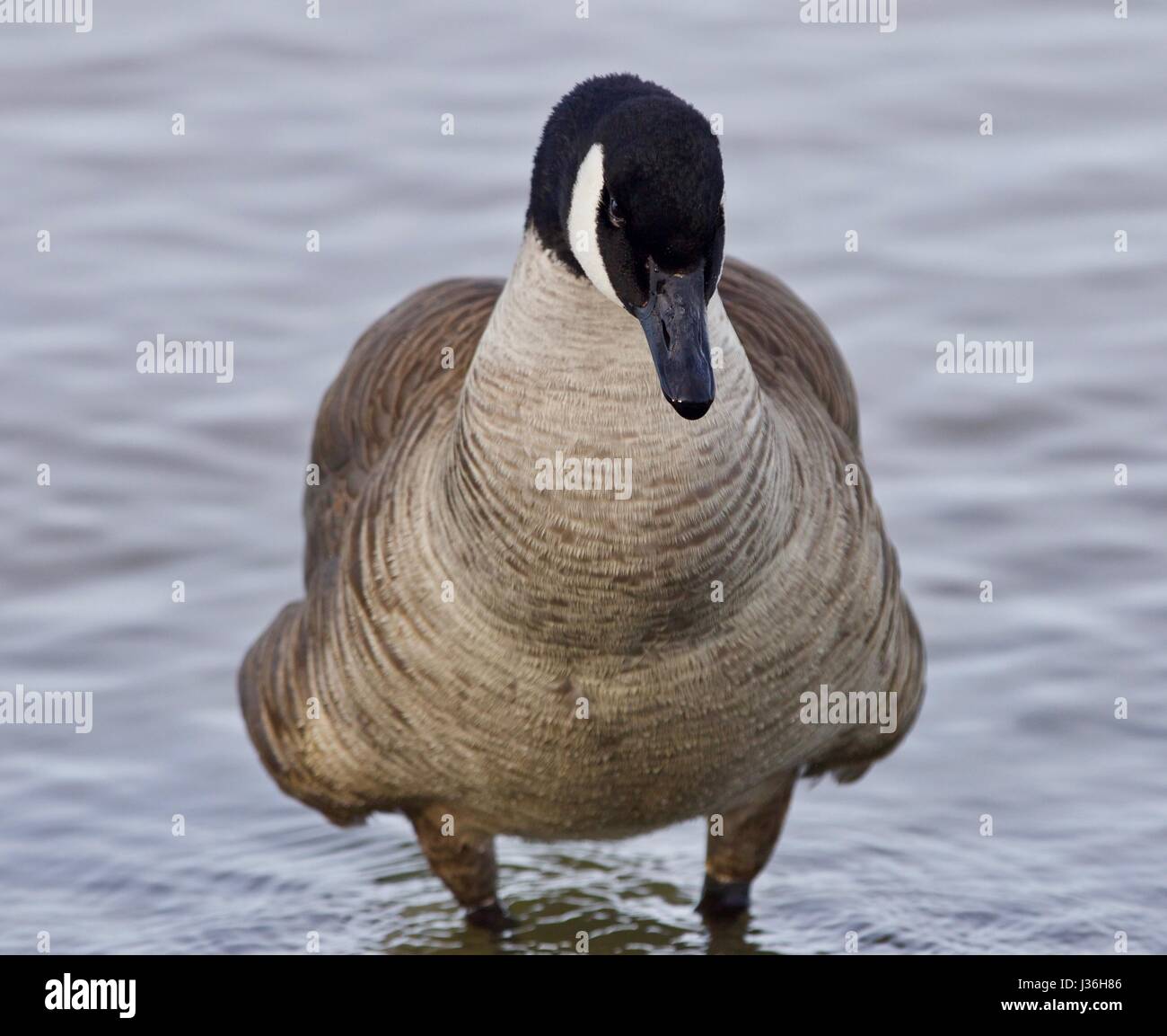 Beautiful background with a cute Canada goose Stock Photo - Alamy