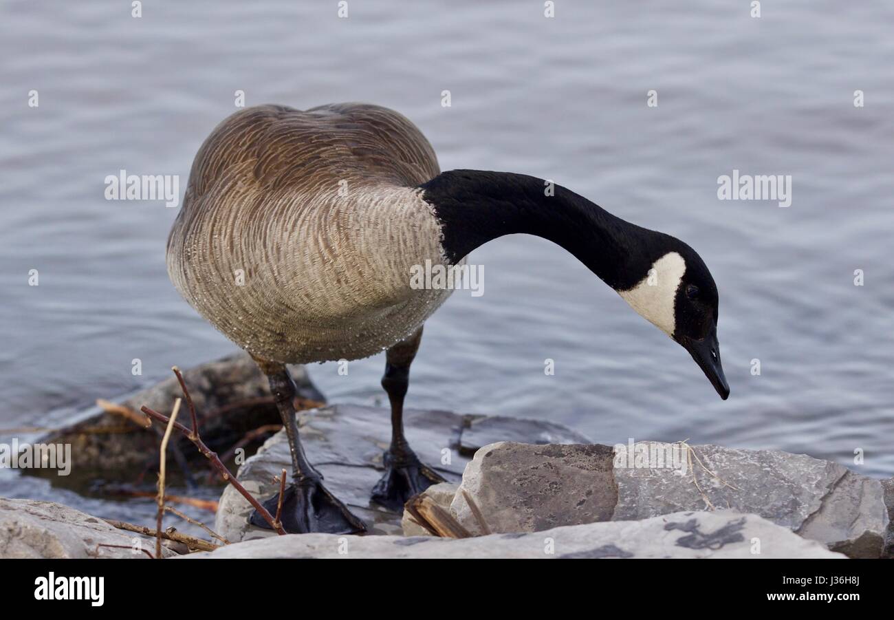 Beautiful background with a cute Canada goose Stock Photo - Alamy