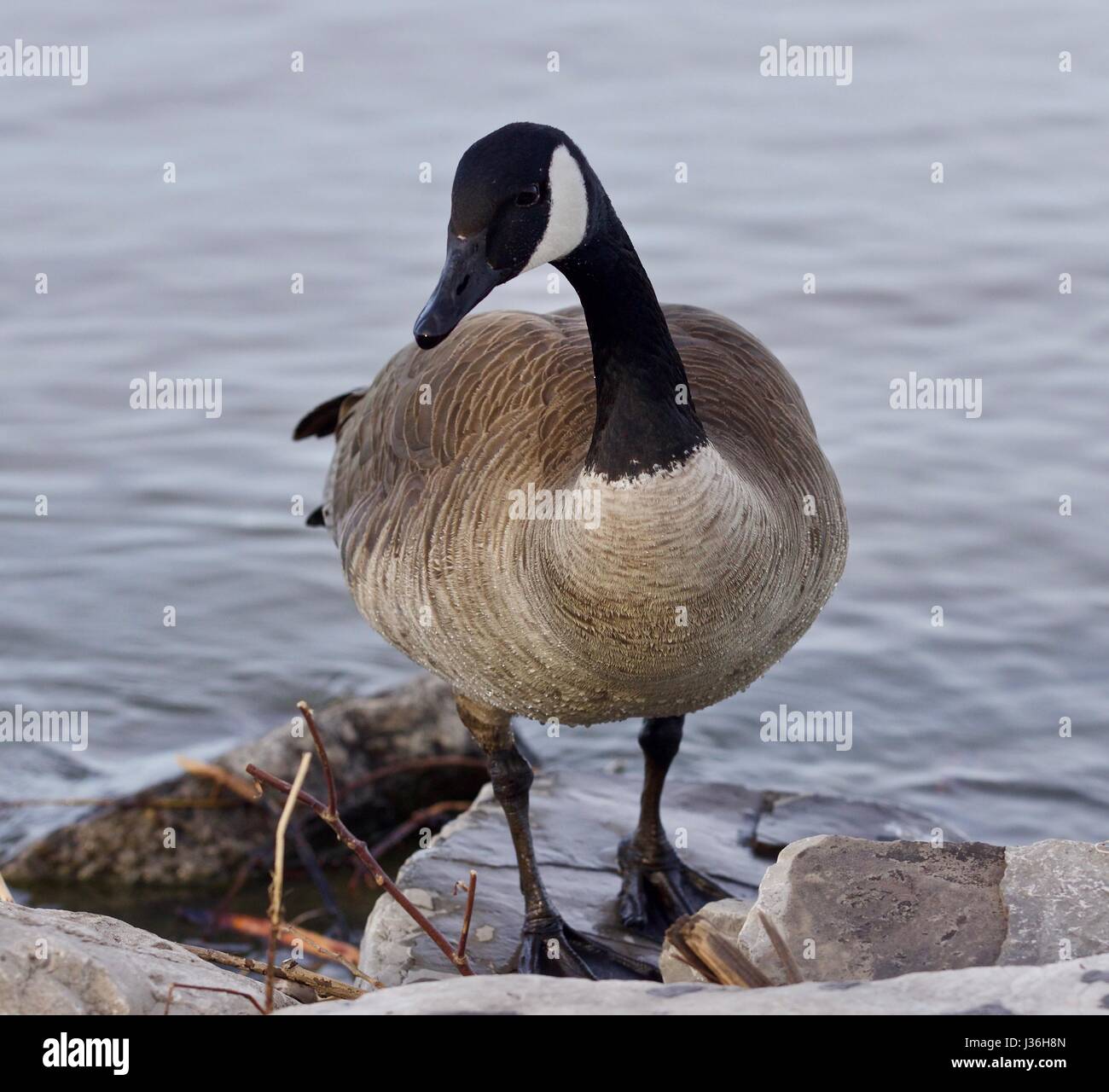 Beautiful background with a cute Canada goose Stock Photo - Alamy