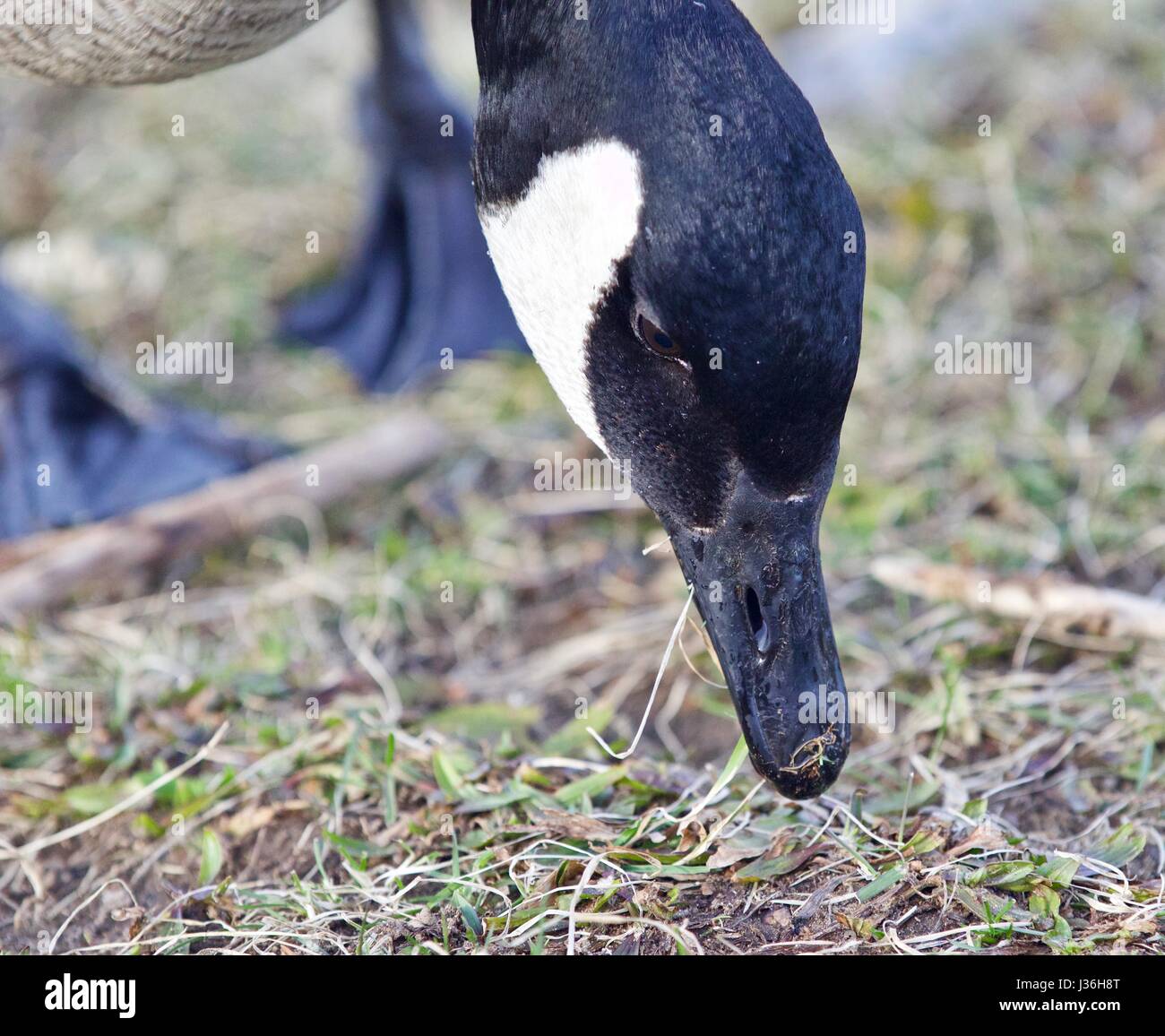 Beautiful background with a cute Canada goose Stock Photo - Alamy