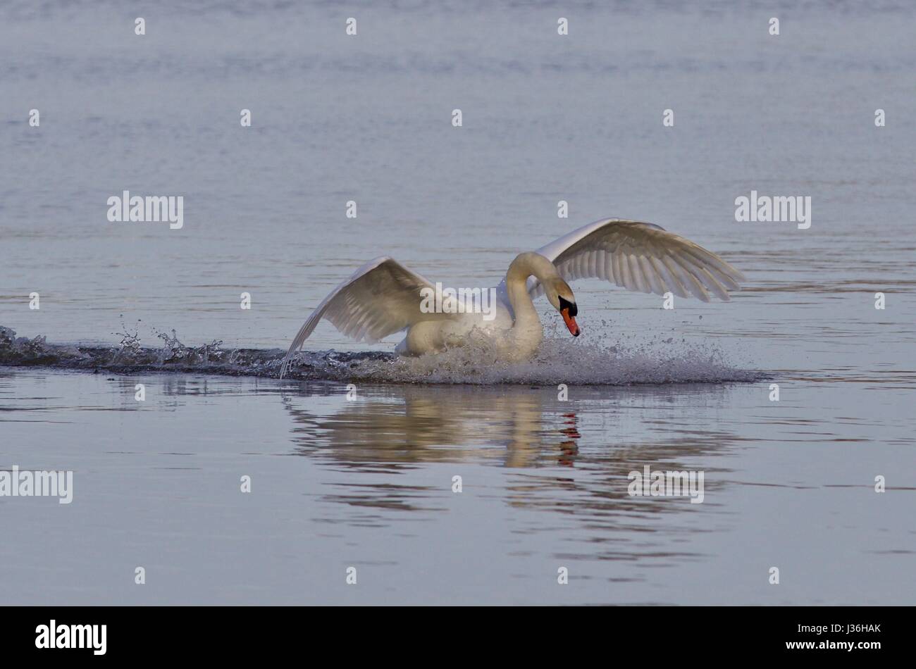 Beautiful background with a powerful swan's landing Stock Photo - Alamy
