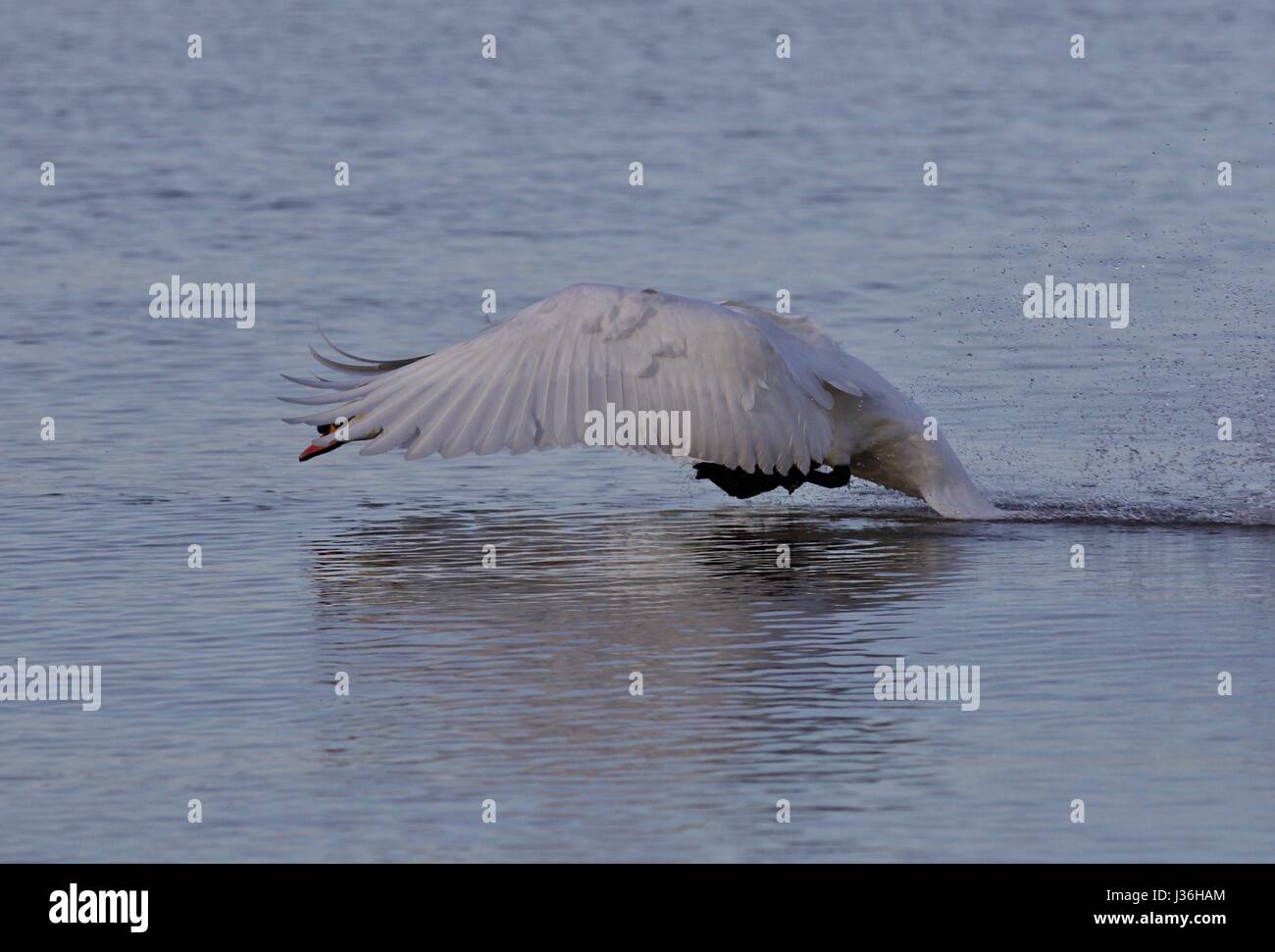 Beautiful background with a powerful swan's take off Stock Photo - Alamy