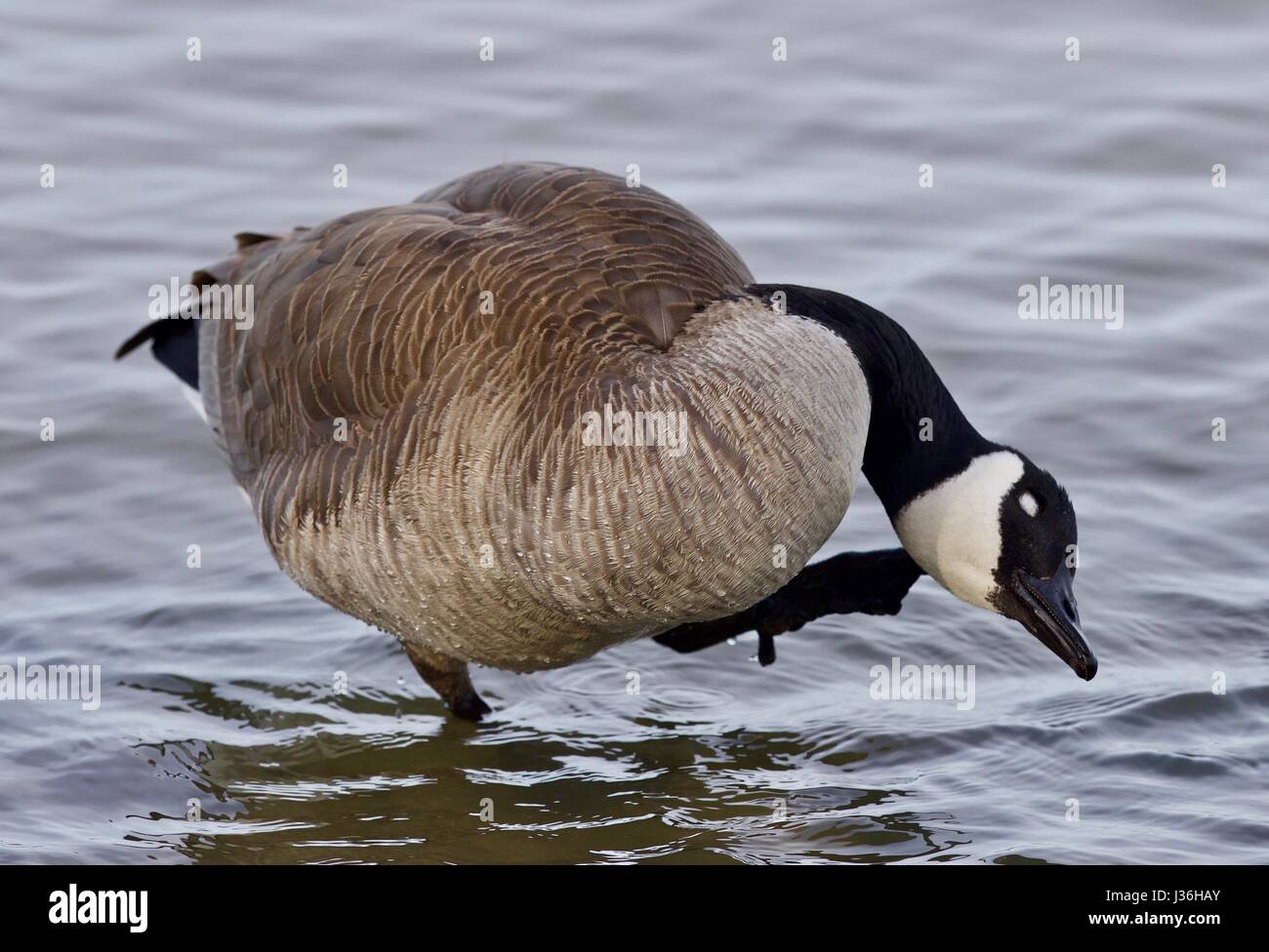 Beautiful background with a cute Canada goose Stock Photo - Alamy