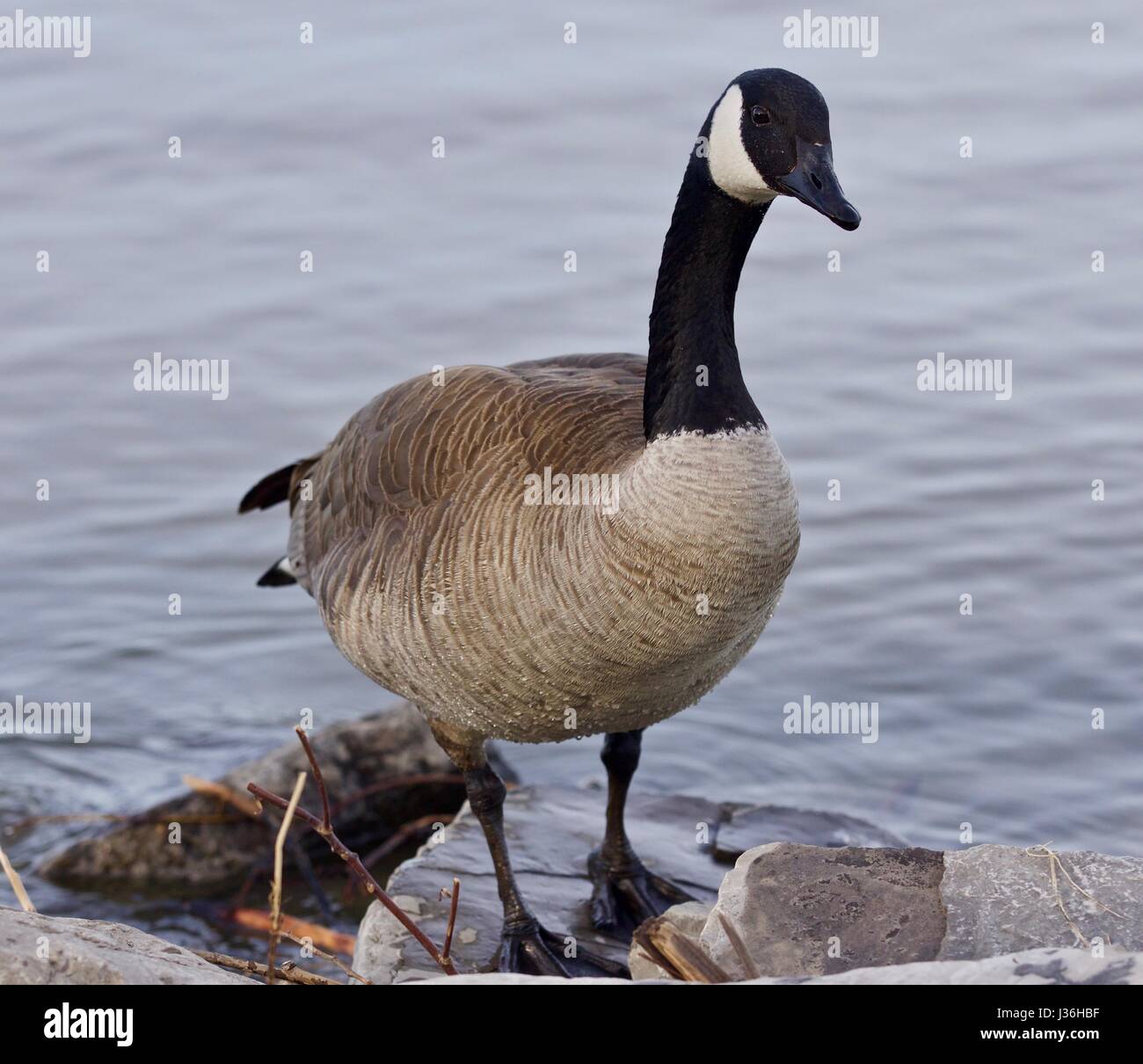 Beautiful background with a cute Canada goose Stock Photo - Alamy