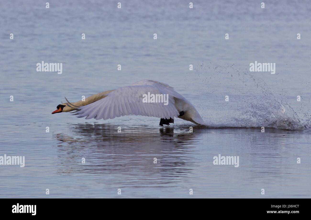 Beautiful background with a powerful swan's take off Stock Photo - Alamy