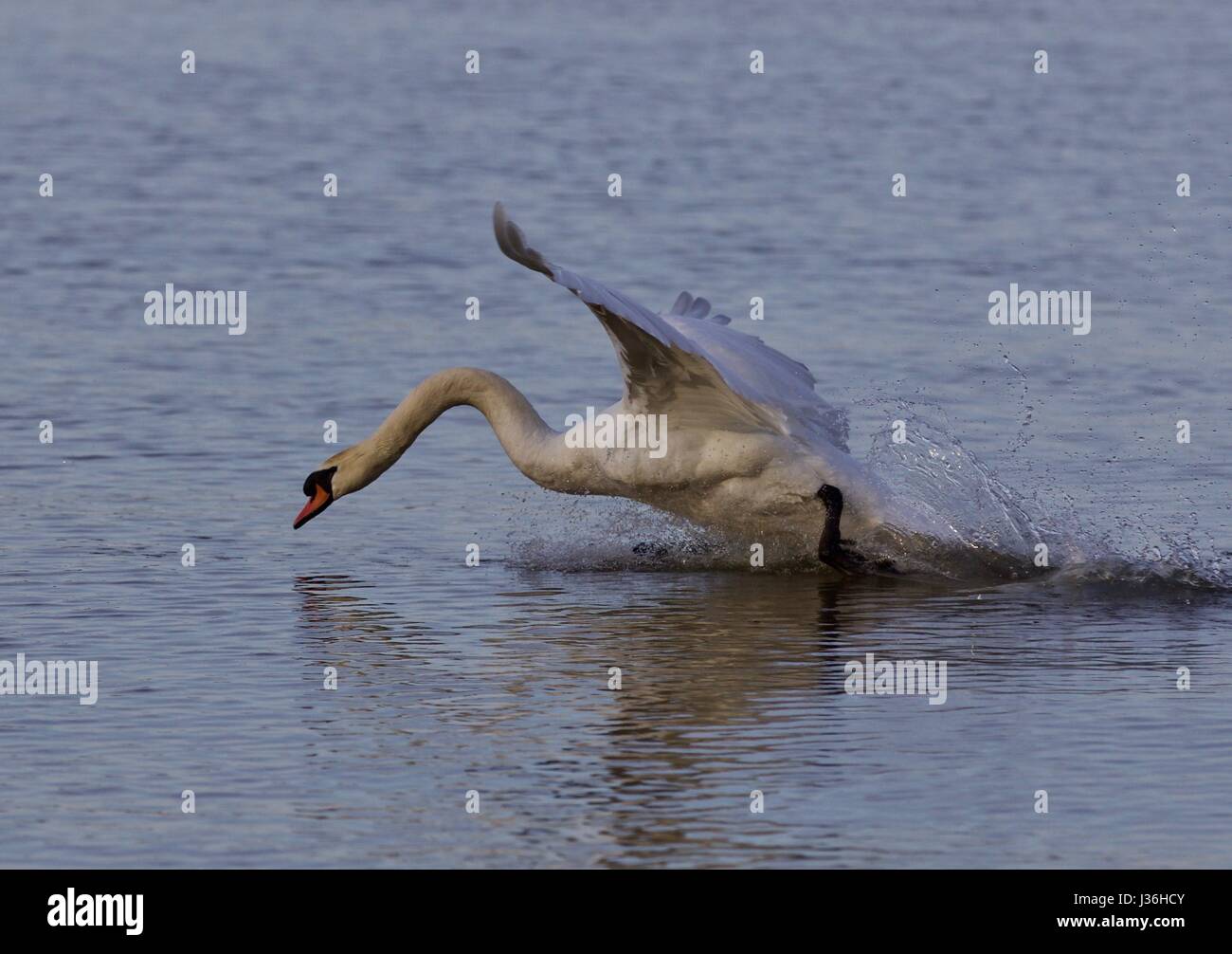 Beautiful background with a powerful swan's take off Stock Photo - Alamy