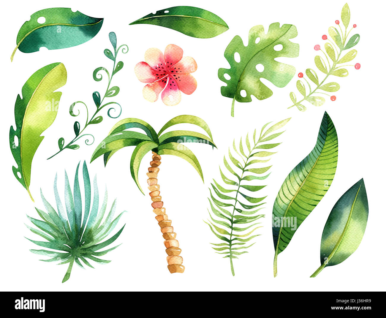 Tropical isolated illustration set. Watercolor boho tropic papm tree ...