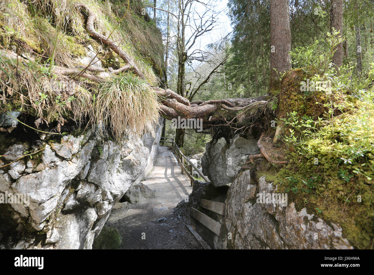 Germany , Bavaria, Magical Forest, der Zauberwald am Hintersee im ...