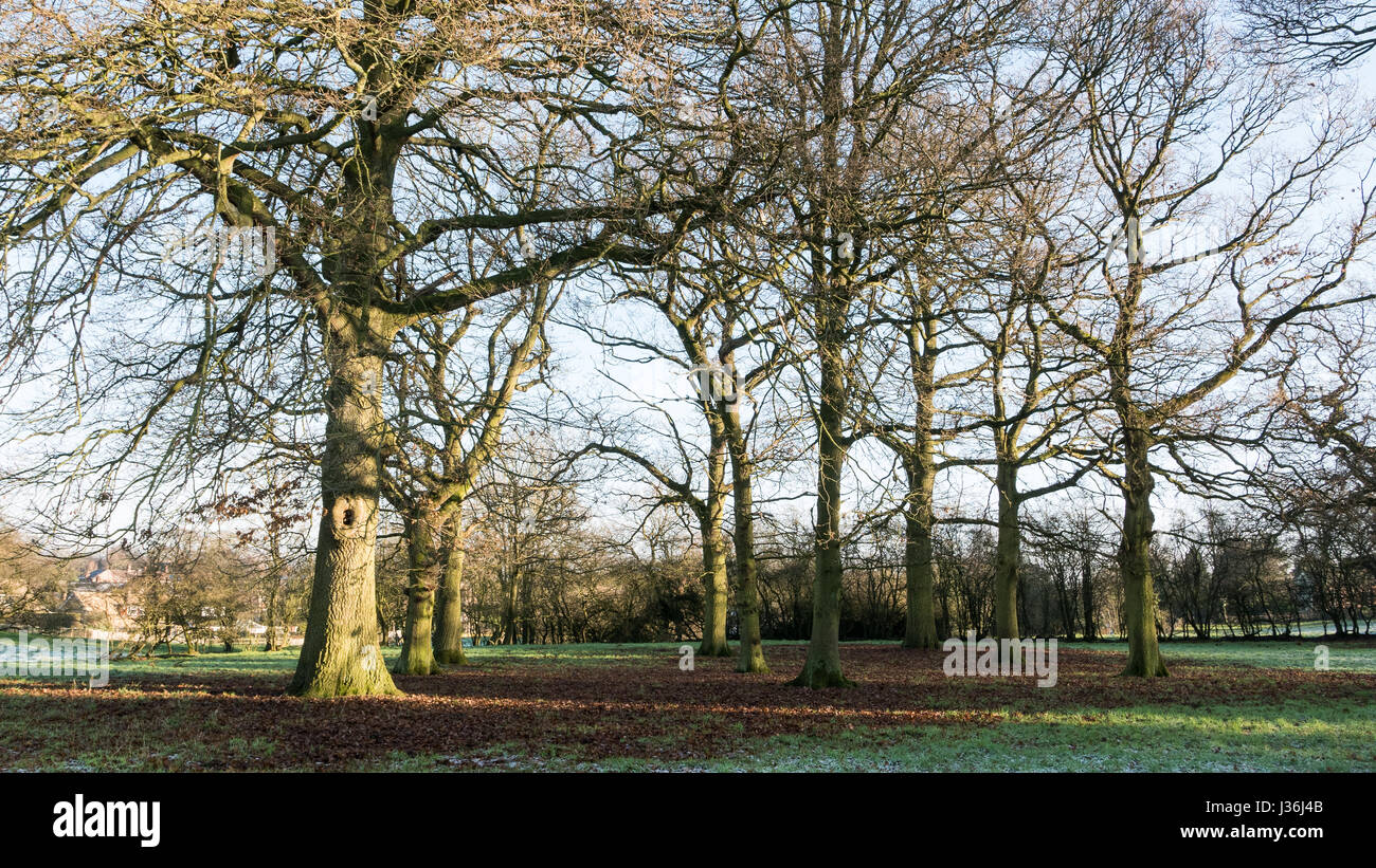 Trees planted in a diamond pattern to celebrate the Diamond Jubilee of ...