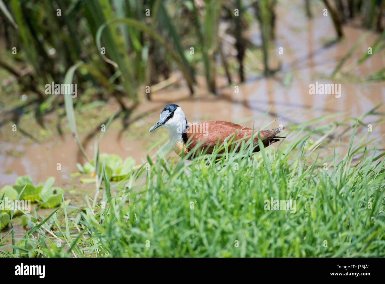 African Jacana (Actophilornis africanus) Walking in a Wet Meadow ...
