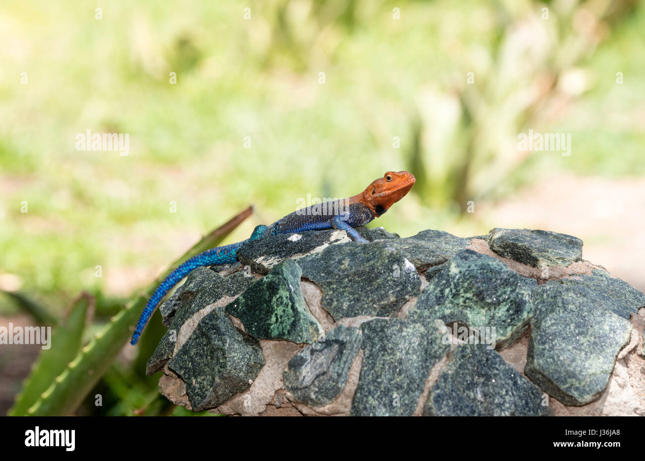 Red-headed Rock Agama Lizard (Agama agama) Warming on a Rock in ...