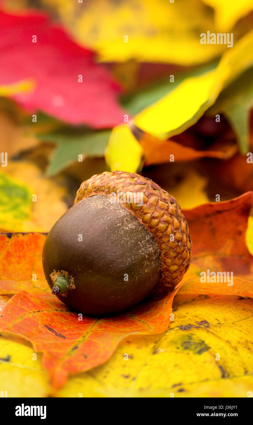Michigan colors hi-res stock photography and images - Alamy